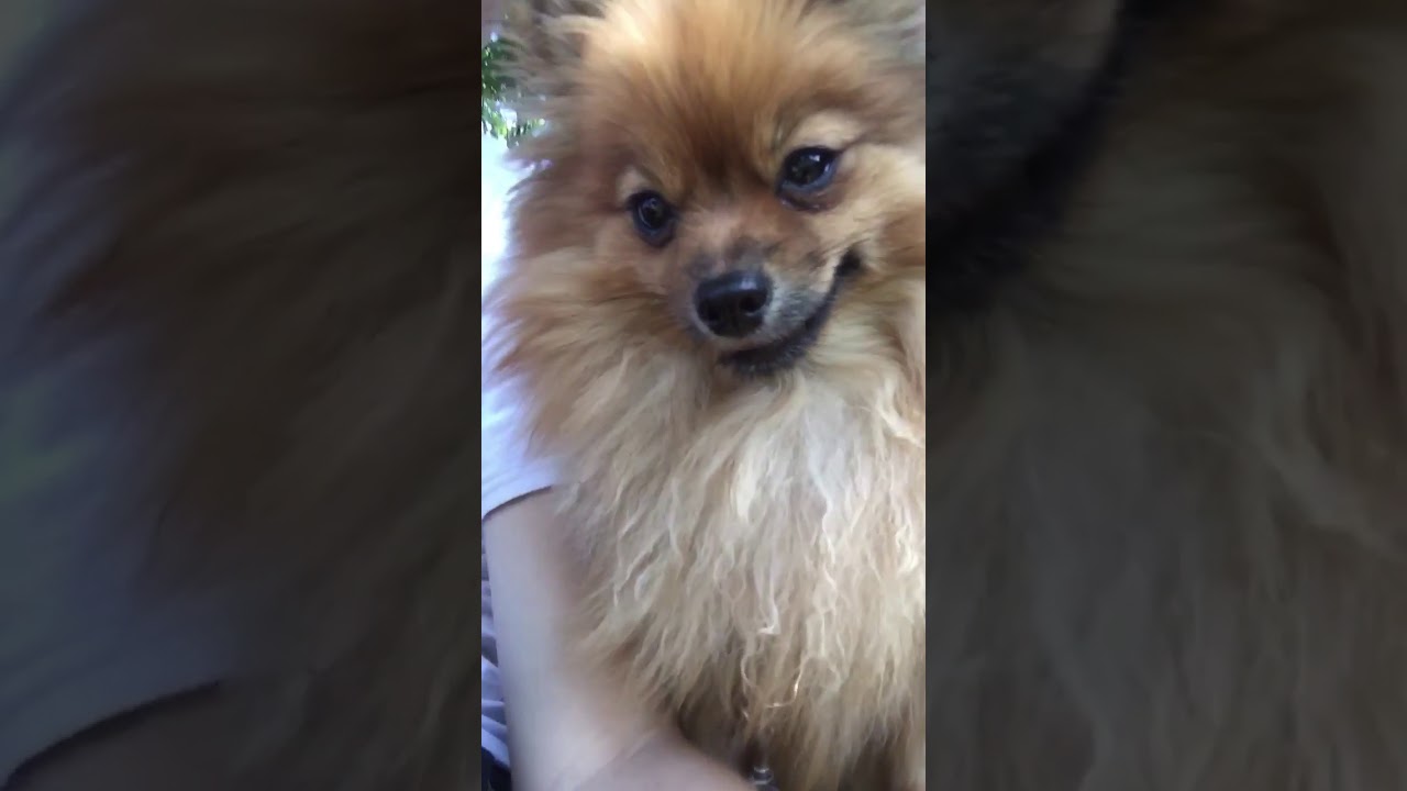 Eevee is super effective against bug types - YouTube