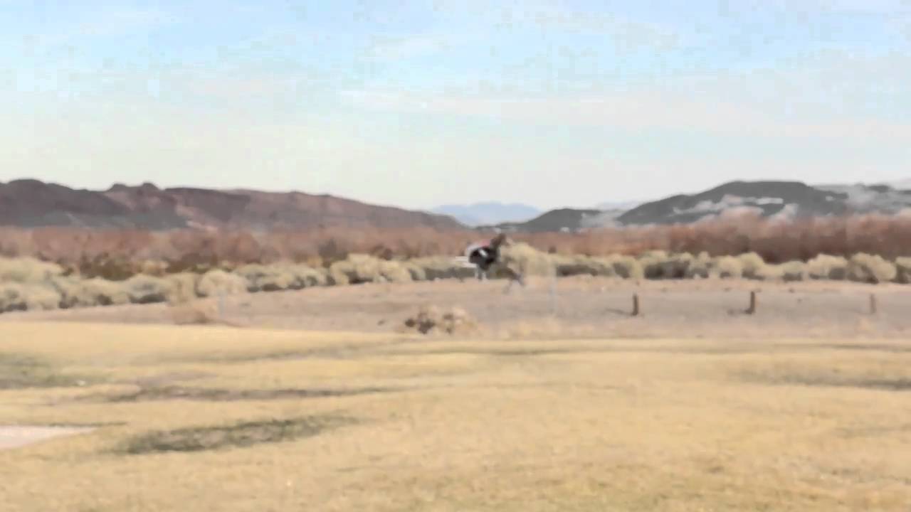Danny Szabo ALIGN Trex 550 3G 1/12/2011 - YouTube