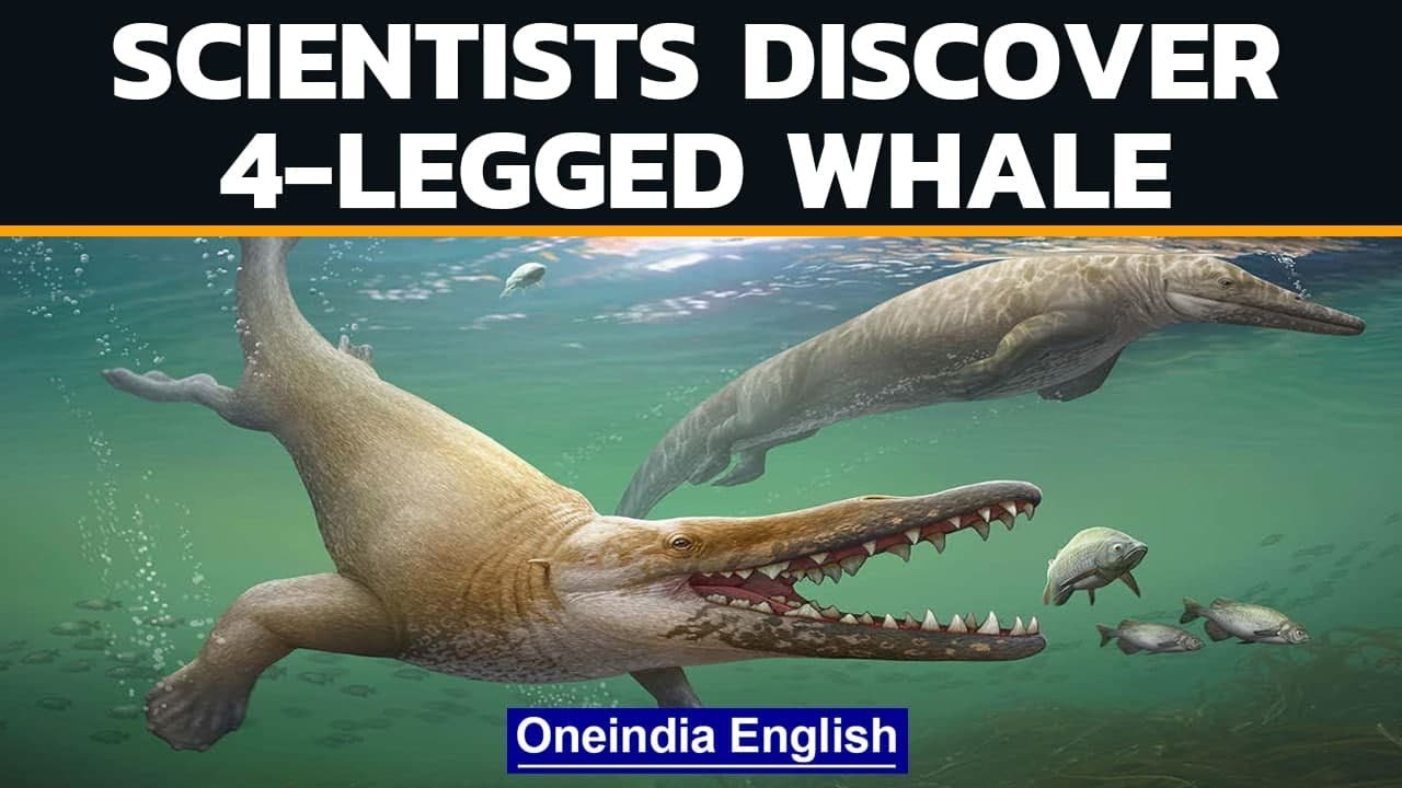 Ancient whale with 4 legs discovered by Egyptian scientists | Oneindia ...
