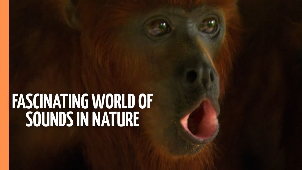 The Fascinating World of Sounds in Nature - YouTube