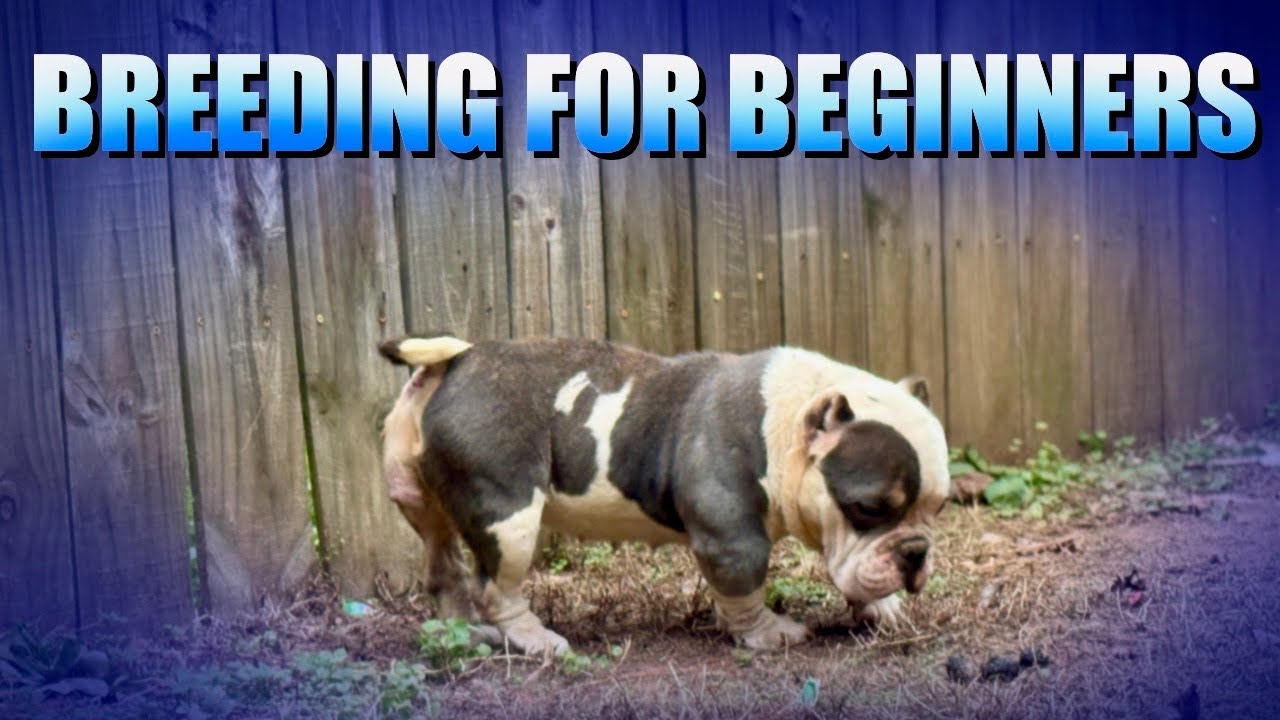 Dog breeding for beginners - YouTube