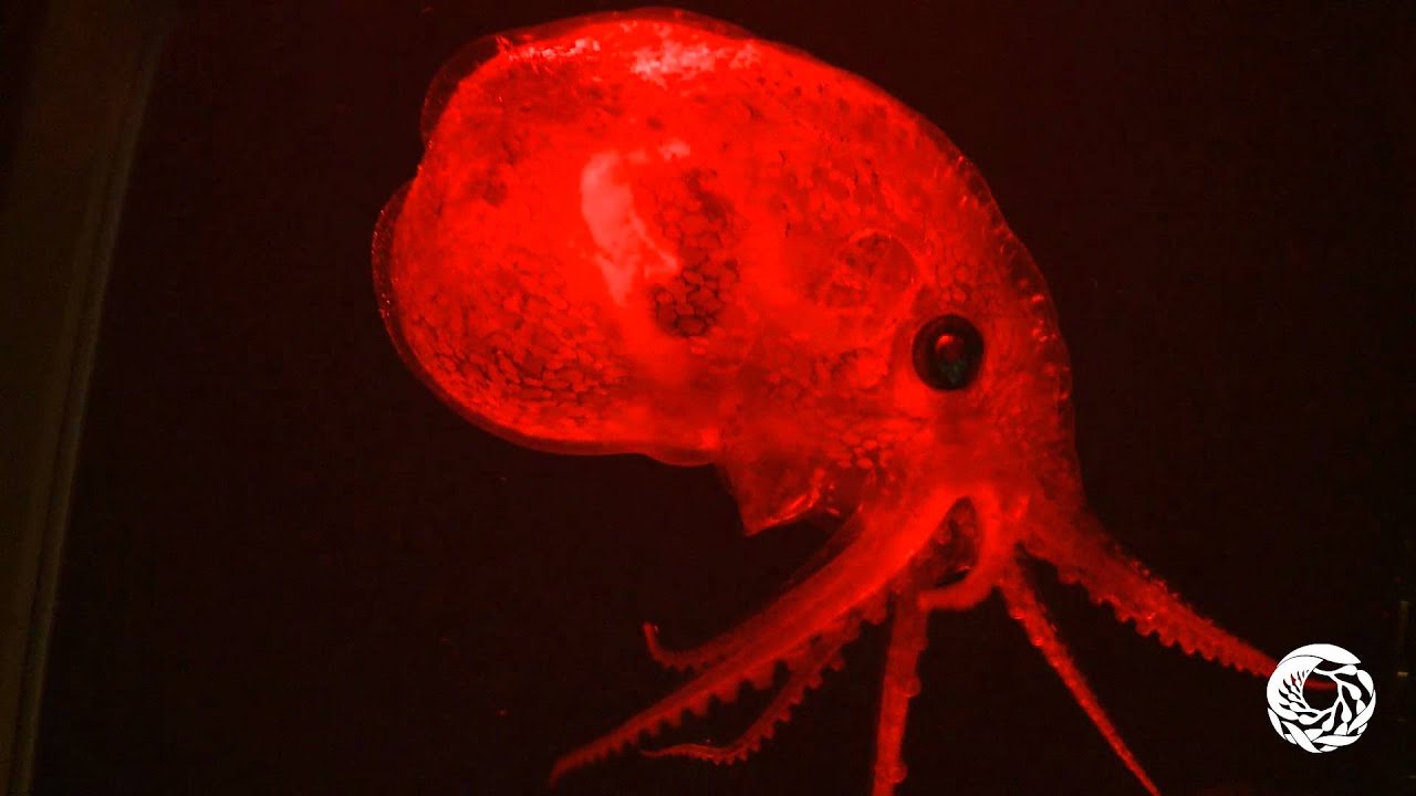 Check out this Midwater Octopus! - YouTube
