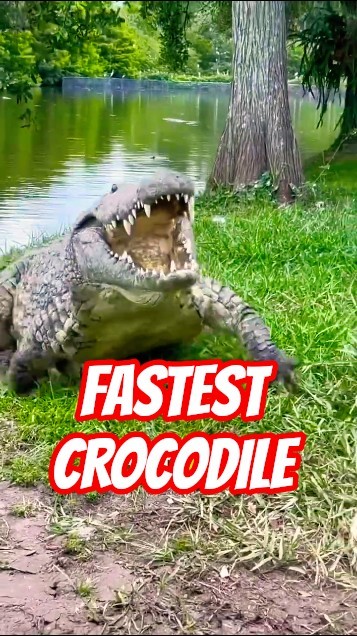 The Fastest Crocodile on Earth #nilecrocodile #CrocodileAttack # ...