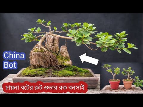 How to Start Root over rock Style China bot bonsai..