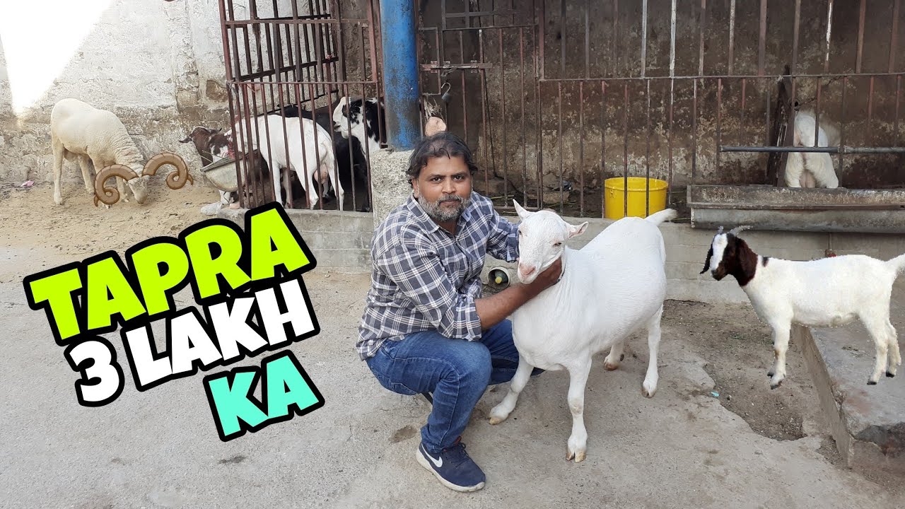 bakra mandi update tapra 🐐3 lakh ka|dani danish vlog| - YouTube