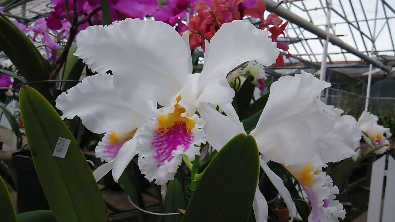 Hausermann Cattleya Orchids_ - YouTube