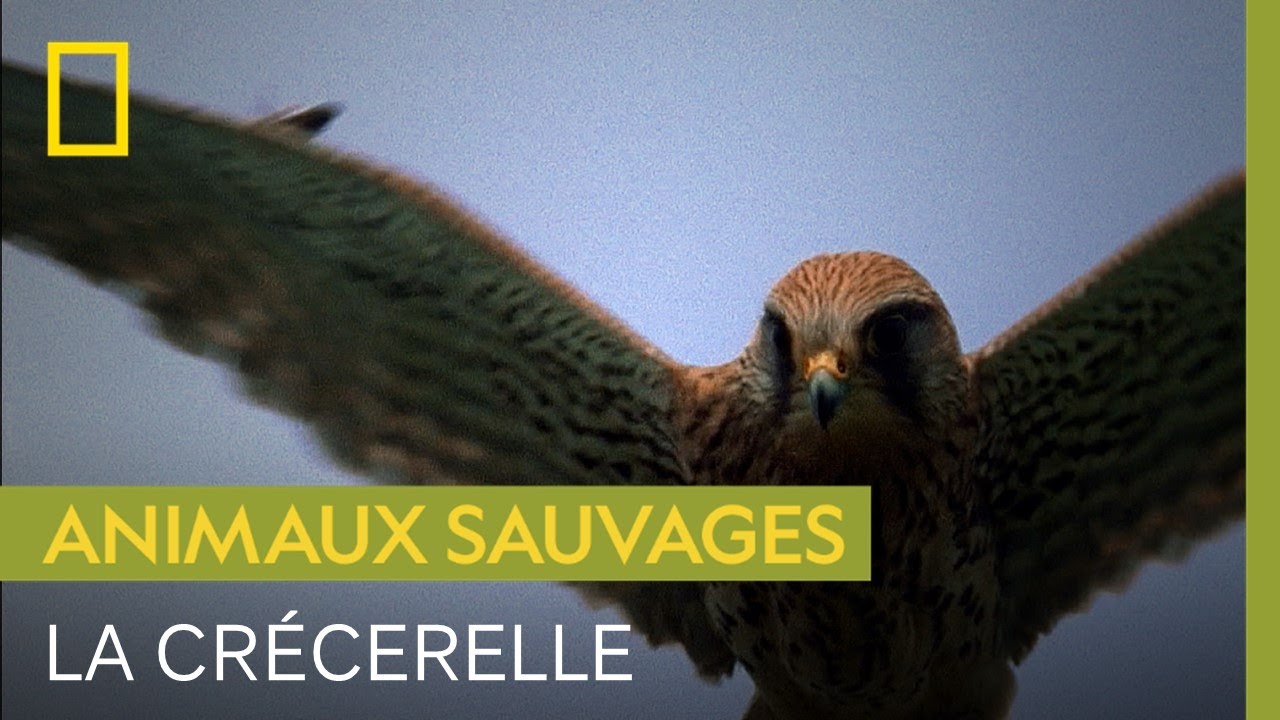 La crécerelle, rapace redoutable aux yeux ultra-puissants - YouTube
