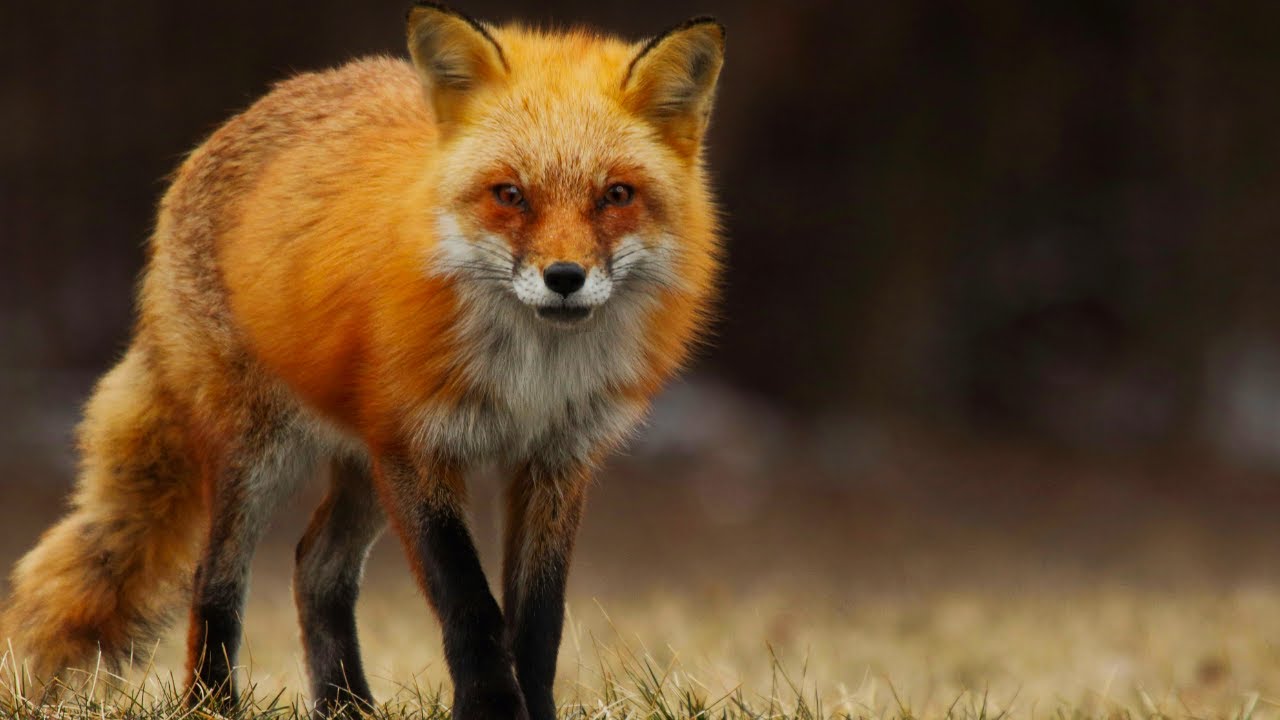 Ecological Farming: How to Keep Your Crops Alive!! Fox and Their ...