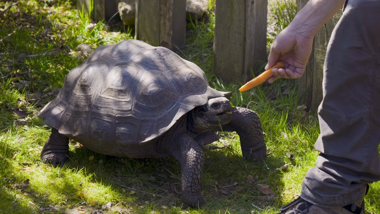 Virtual Easter Weekend - Meet the tortoises - YouTube