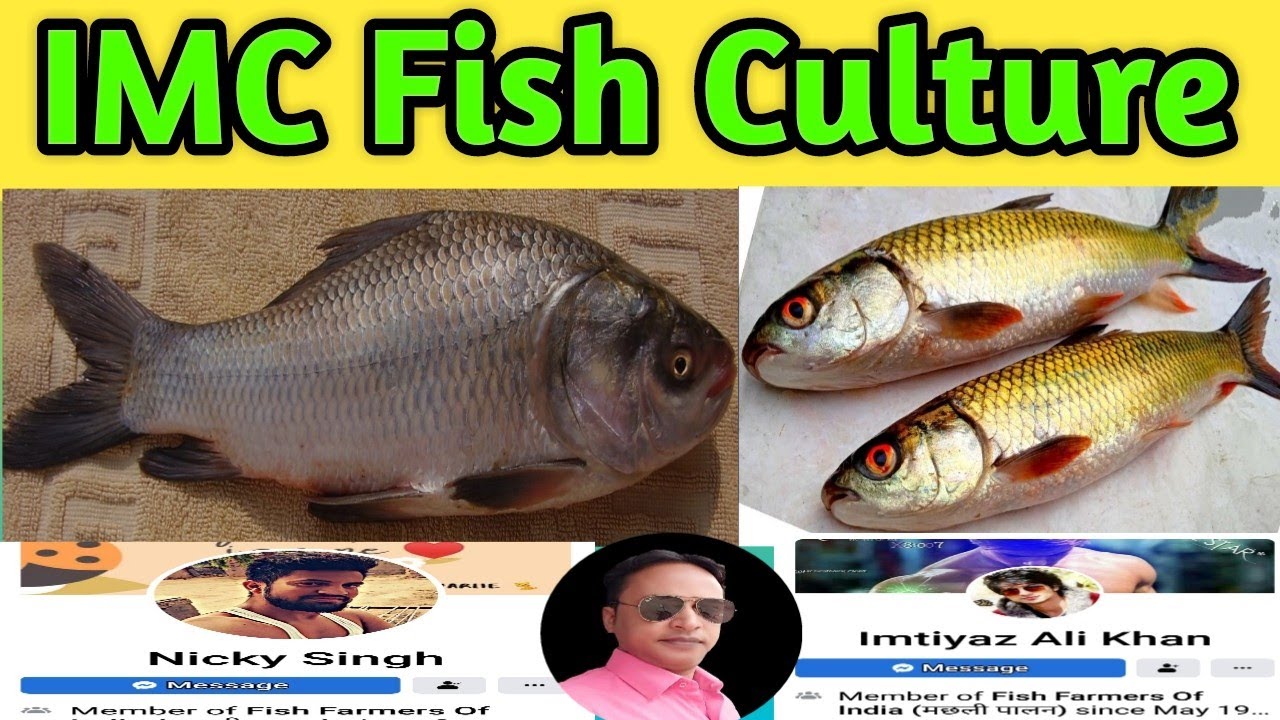 IMC मछली कल्चर इस तरह करें, कभी नुकसान नहीं होगा | Do IMC fish culture ...