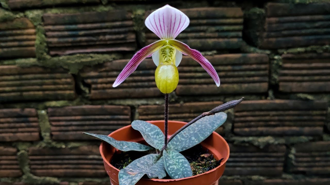 Lan hài Xuân Cảnh paph. canhii || Toán Ròm Garden - YouTube