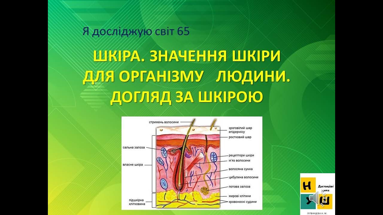 Урок 65 ШКІРА ЗНАЧЕННЯ ШКІРИ ДЛЯ ОРГАНІЗМУ ЛЮДИНИ ДОГЛЯД ЗА ШКІРОЮ