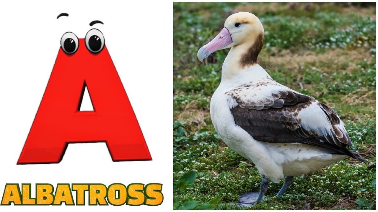 ABC Song | Birds ABC Song | Phonics for Kids, Learn ABC, Baby Alphabet ...