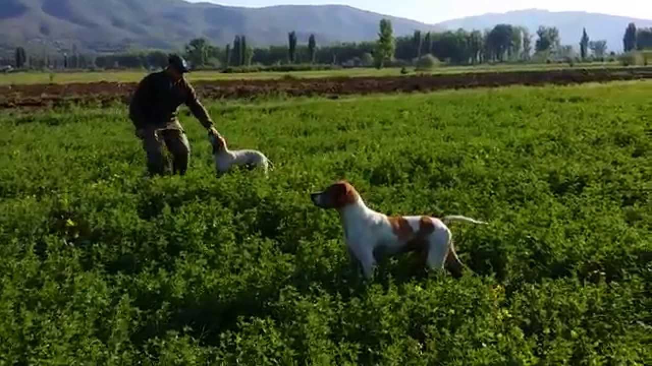 mwyeri 20014 gazafxuli varjishi - YouTube