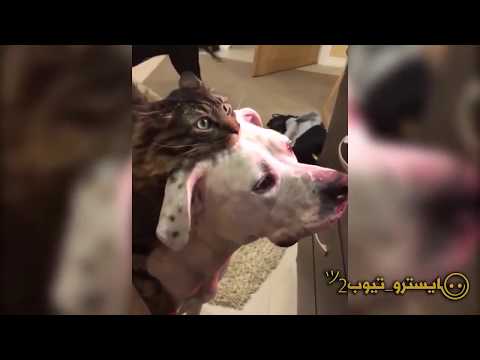 En Komik Hayvan Videoları 2018