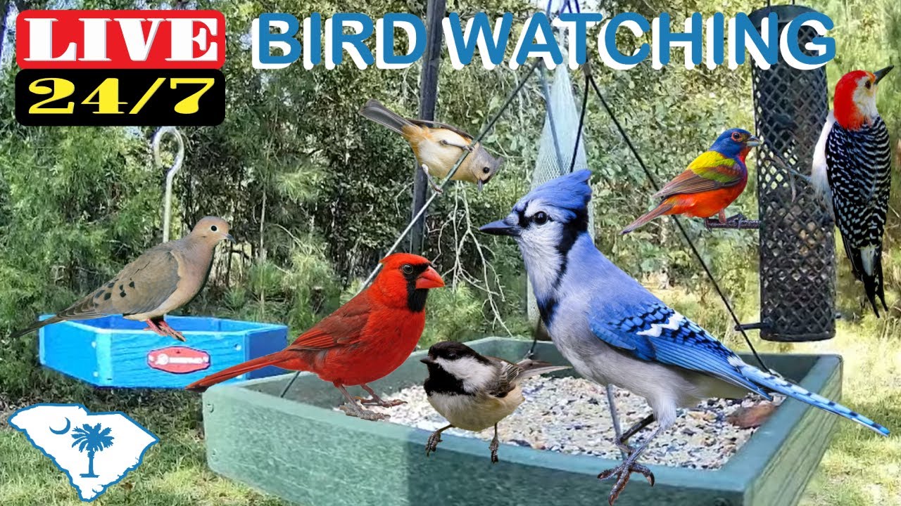 SC Wildlife Live TV Bird Feeder Cam LIVE BIRDWATCHING (Painted Bunting ...