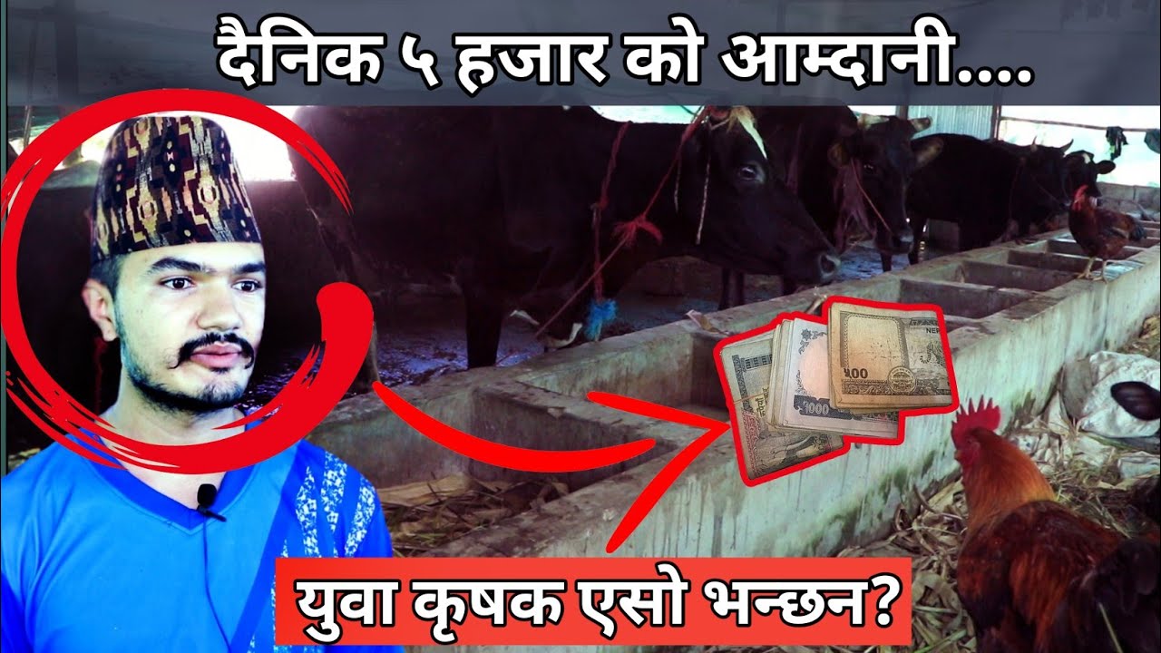 दैनिक पाच हजार को आम्दानि - एसो भन्छन युबा कृषक - purkhaui tv - gai ...