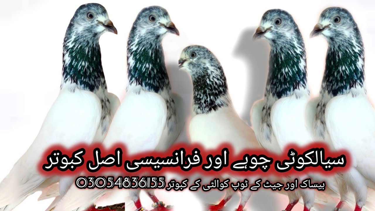 Chohey sialkoti + Farncisi kabooter top quality + Indian rampuri high ...