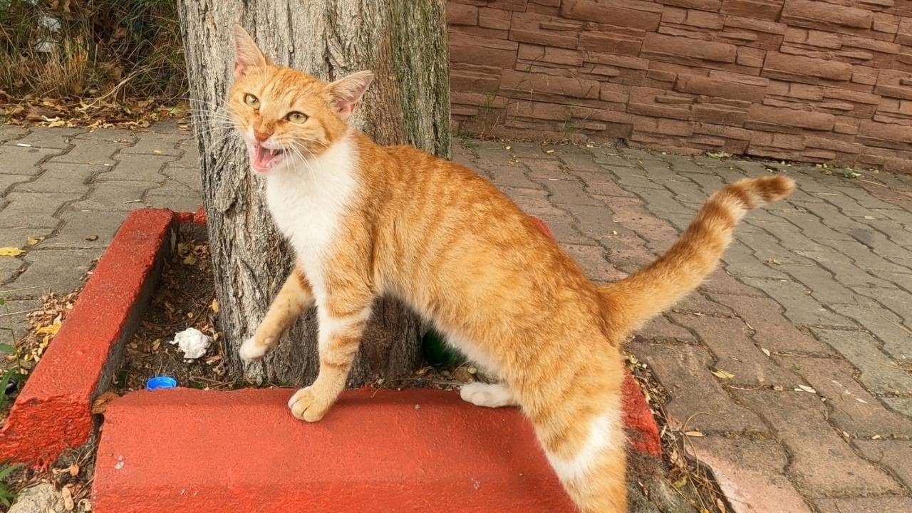 Orange Female Cat Meows Every Time I Say HEY! - YouTube