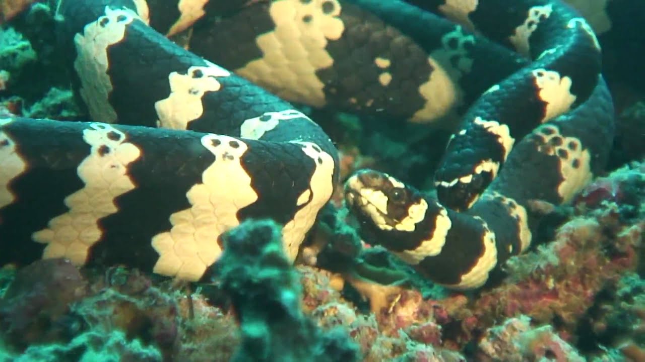 2 Snake In Love - YouTube