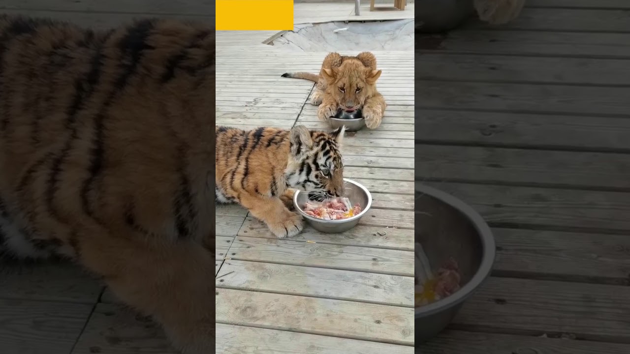Lion and tiger Cubs eating meat | feeding lion feeding tiger - YouTube