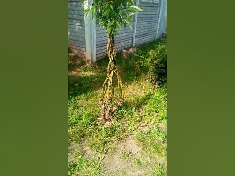 Обрезка, формирование куста ивы. - YouTube