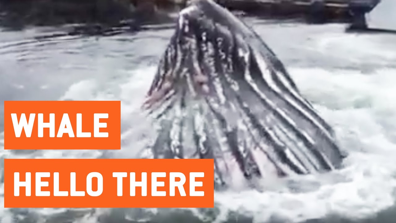 Humpback Whales Breach in Marina | Whale Hello - YouTube