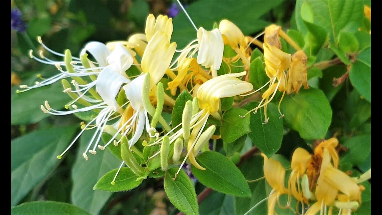 Sweet smelling Honeysuckle (Lonicera) - YouTube