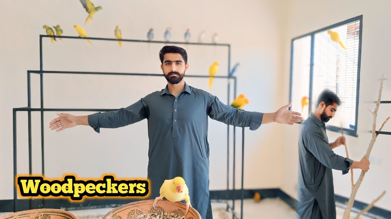 Install Wood Piece Nad Break | Aj Subscriber ky Bolna Par Shed Ma Birds ...