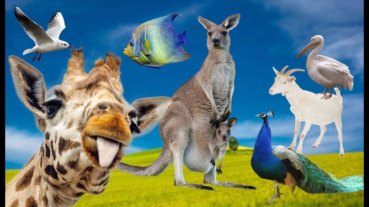 Familiar Amazing Animals - Amazing Animal Sounds around the world - YouTube
