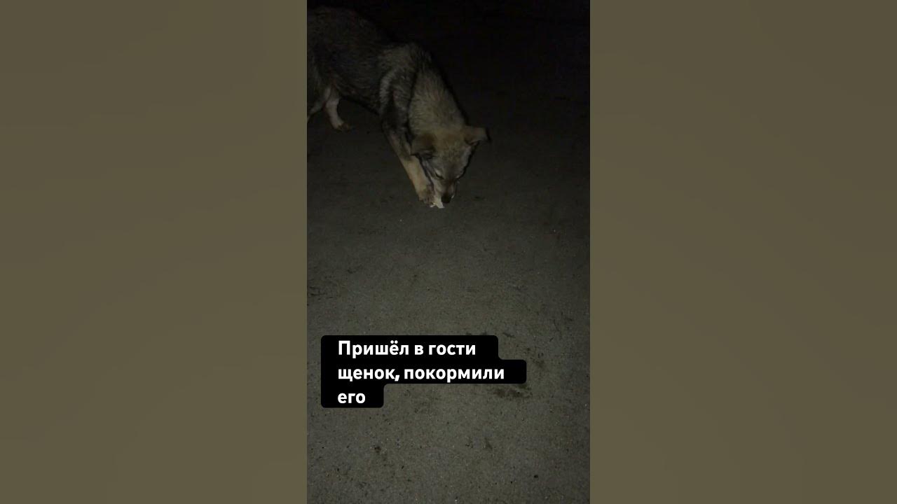 Бедолага - YouTube