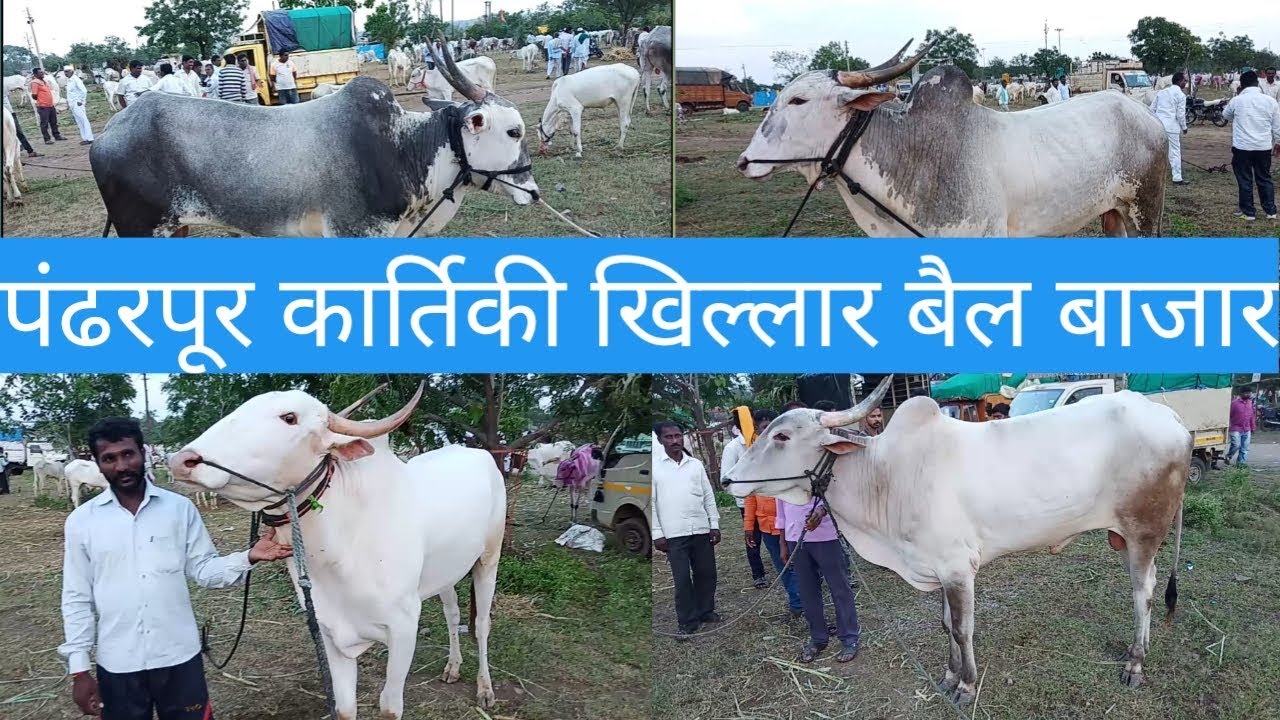 पंढरपूर कार्तिकी खिल्लार बैल बाजार | Khillar Bull market - YouTube
