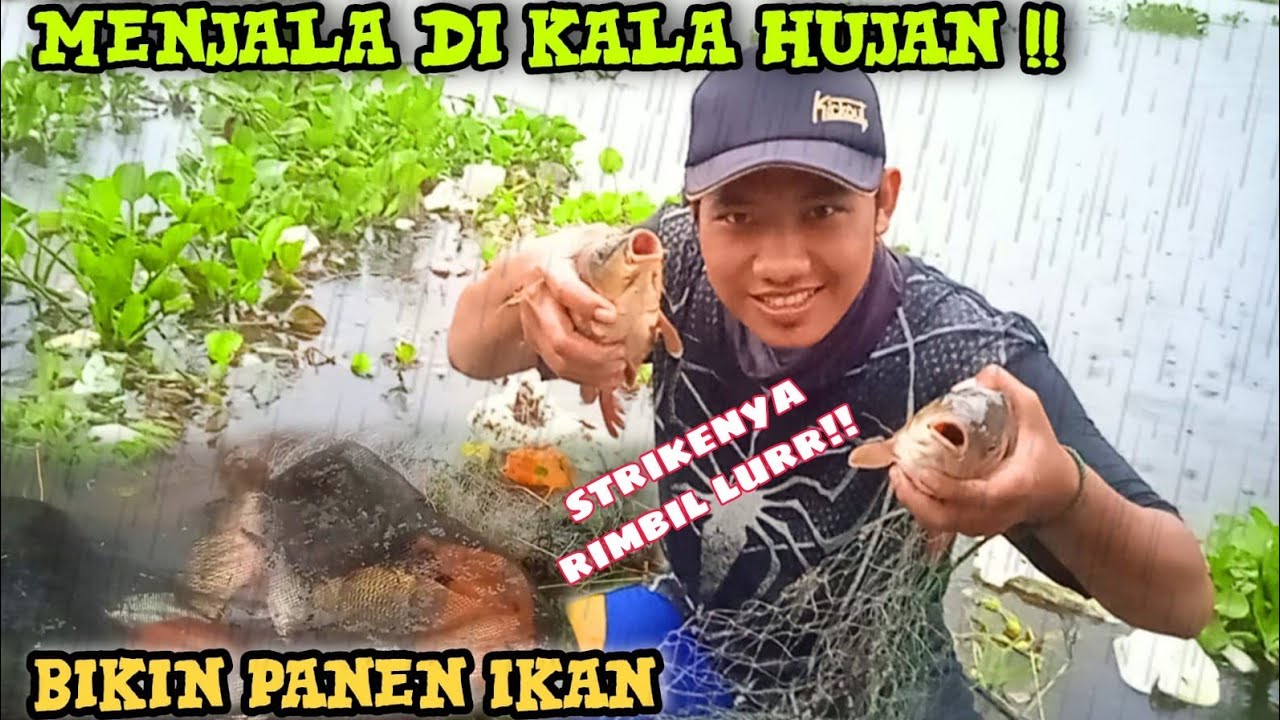 Terbaru jala ikan di waduk Cirata|| Tangkapan ikan yang memuaskan ...