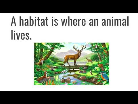 Where do animals live? / Primary 1st grade