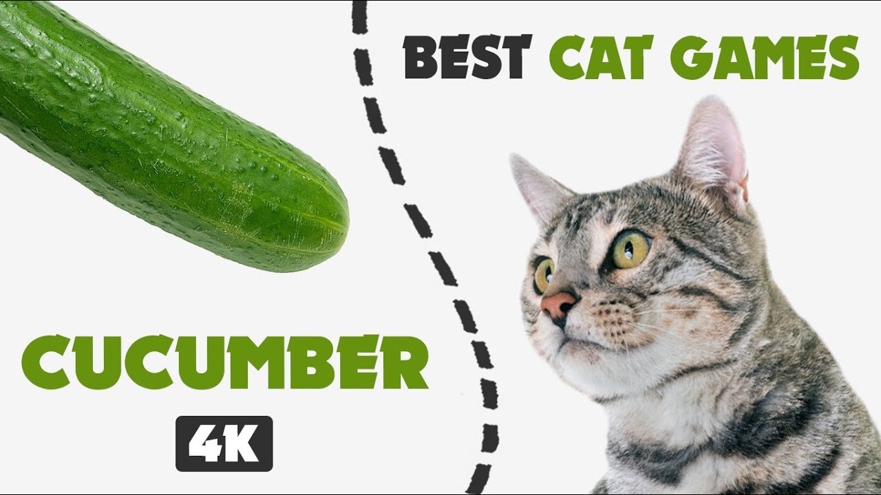 CAT GAMES hunt CUCUMBER 😸 on screen - video for cats 4K - YouTube