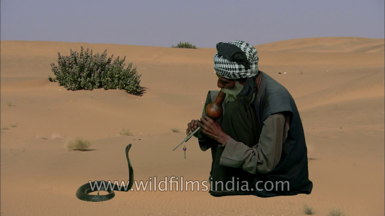 Snake charmer performs in the Thar desert! - YouTube