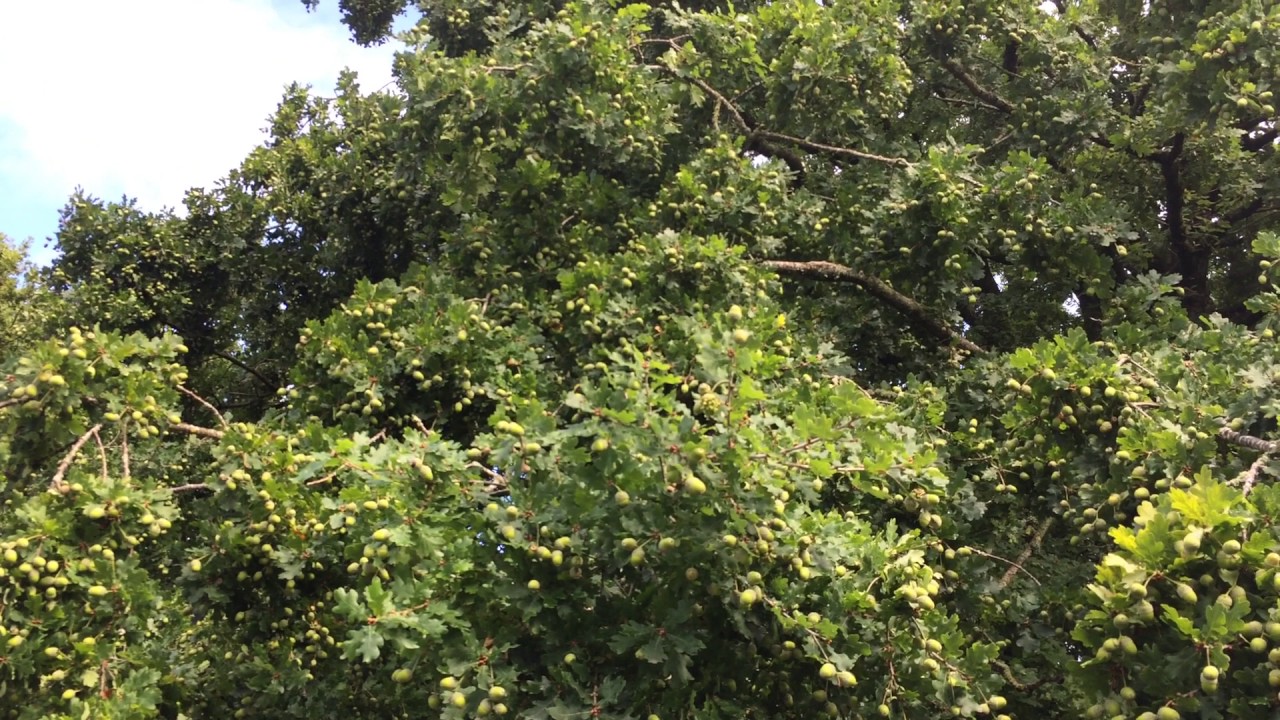 English oak - Possible mast year - August 2017 - YouTube
