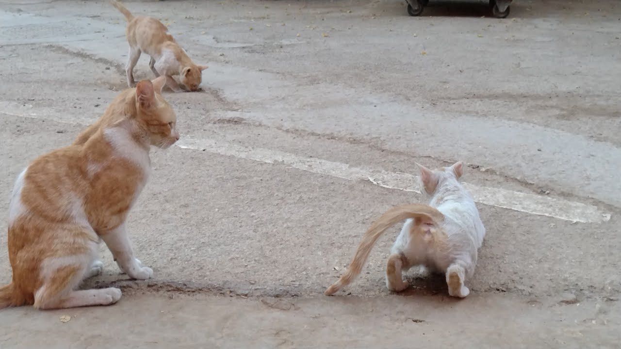 CAT MATING FEMALE IN HEAT CLOSELY CAUGHT ON CAM - YouTube