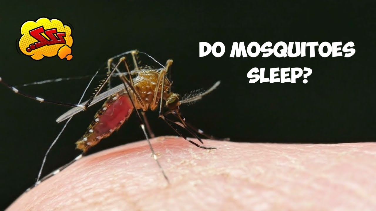 Do Mosquitoes Sleep? The Surprising Truth About Mosquitoes' Bedtime ...