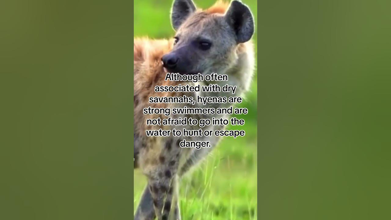 DID YOU KNOW 😱😱 fun facts about hyenas #hyenas #ytbshorts #tt #funfacts ...