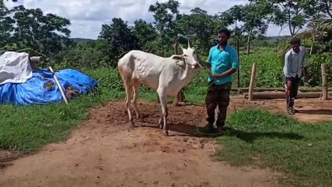 Beautiful Hallikar Heifer With Kaadushivnahalli Handsome Hallikar Stud ...