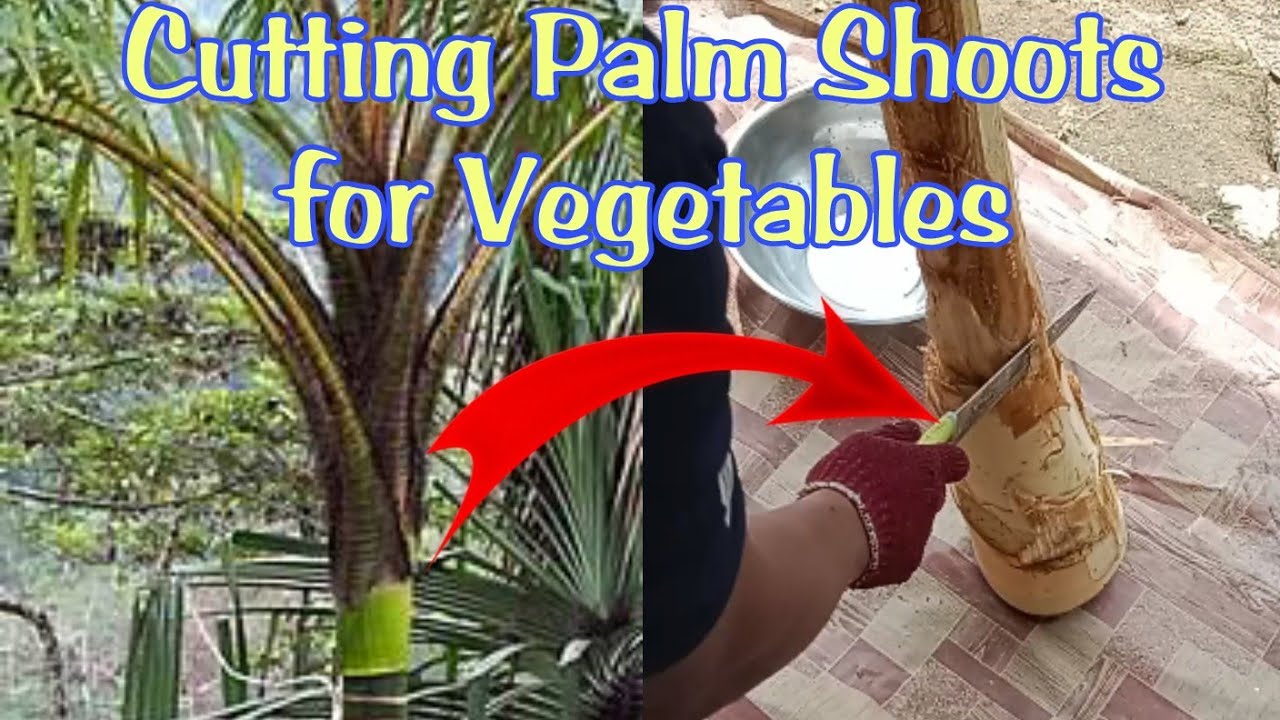 Cutting Palm Shoot for Vegetable #traditionalvegetables #satisfying # ...