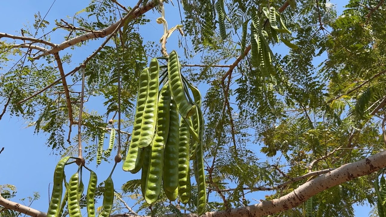 For the lovers of Yongchak, Monkey Rice (The Bitter Beans) #manipur # ...