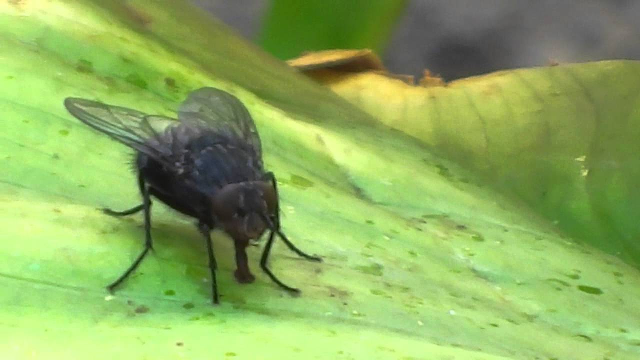 How Proboscis Of Flies Work - YouTube