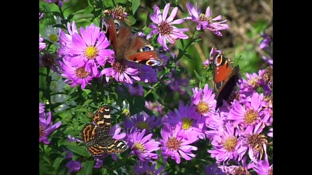 FRENCH BUTTERFLIES TOGETHER. PAPILLONS FRANCAIS ENSEMBLE (FRANCE ...