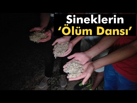 Sineklerin ‘Ölüm Dansı’ Başladı