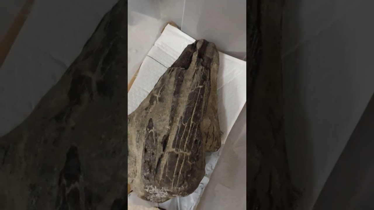 Rare fossil marlin skull - 50 million years old discovery #shorts # ...