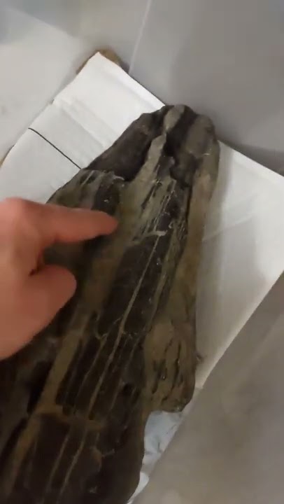 Rare fossil marlin skull - 50 million years old discovery #shorts # ...