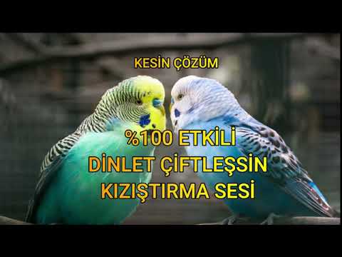 Muhabbet Kuşu Çiftleşme Sesi  (%100 etkili dinlet) 1 SAAT