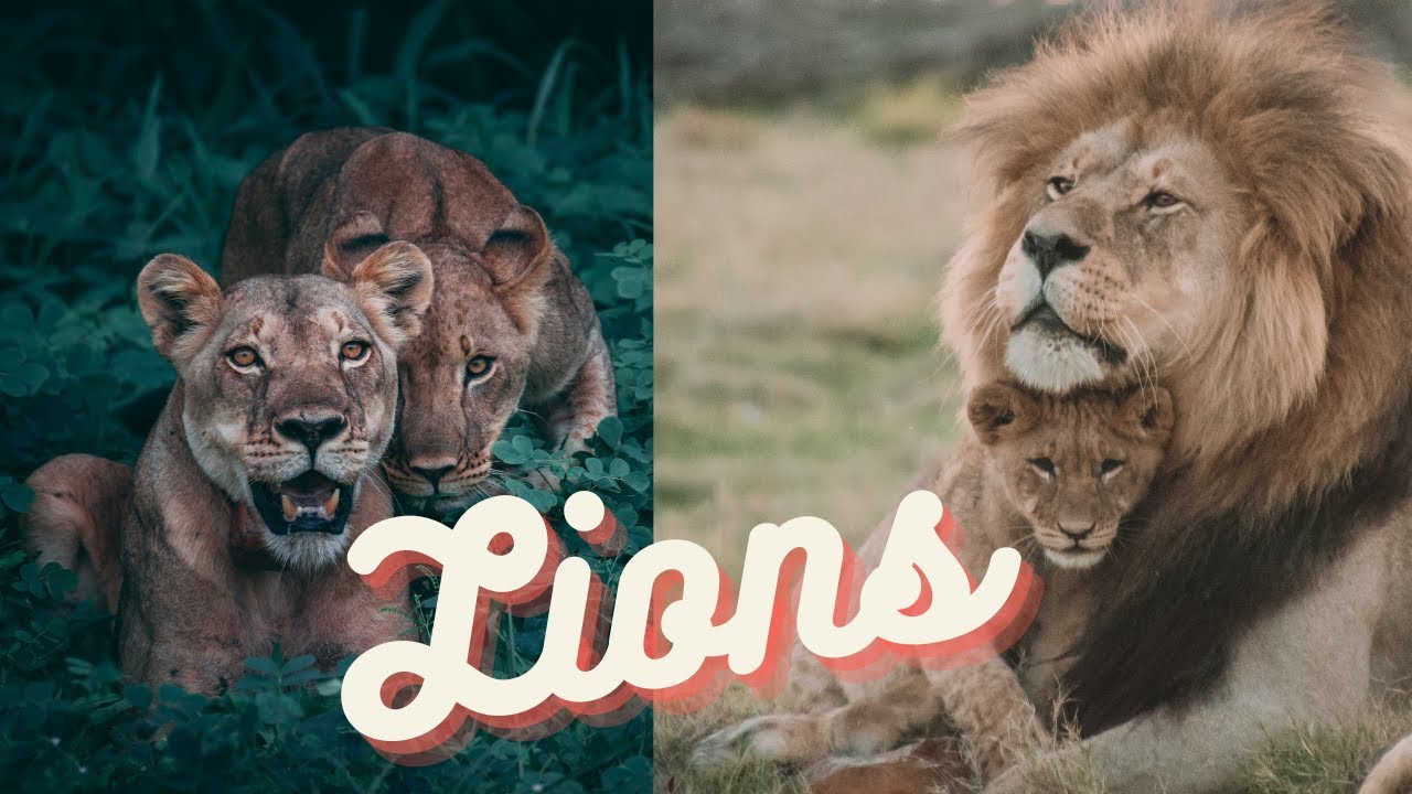 LIONS! - YouTube